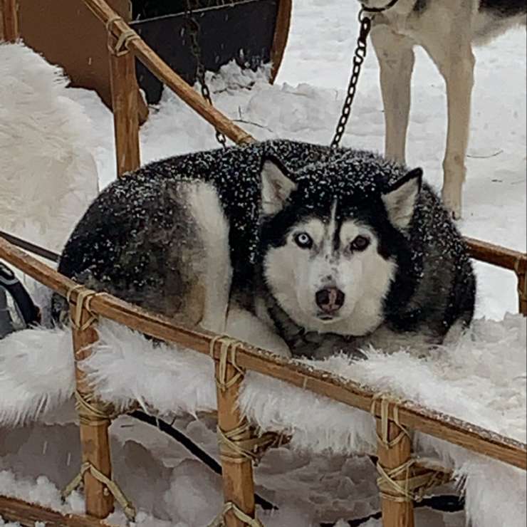Dog Sled Man – Sleddog tour, cani da slitta – Valle d'Aosta
