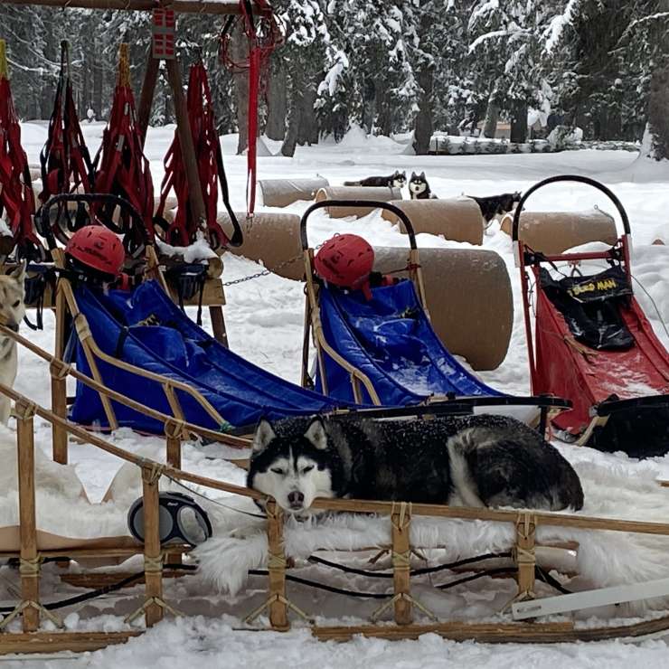 Dog Sled Man – Sleddog tour, cani da slitta – Valle d'Aosta