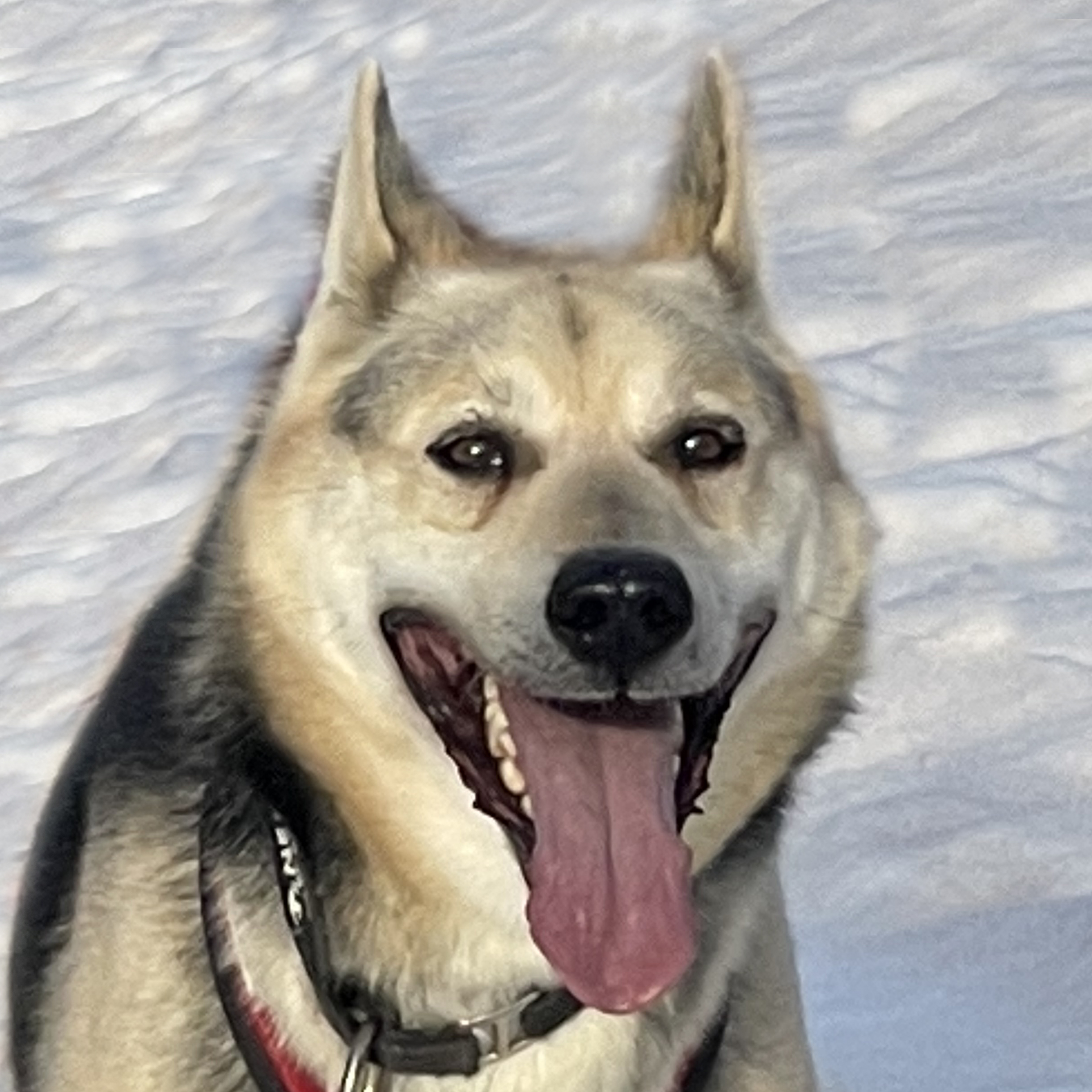 Fred – Dog Sled Man